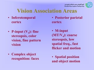 Binocular Vision | PPT