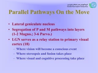 Binocular Vision | PPT