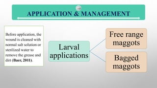 Maggots Therapy Parmeshwar Sahu Entomology.pptx