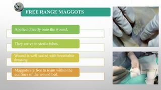 Maggots Therapy Parmeshwar Sahu Entomology.pptx