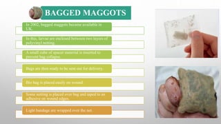 Maggots Therapy Parmeshwar Sahu Entomology.pptx