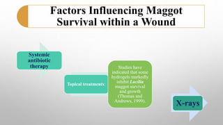 Maggots Therapy Parmeshwar Sahu Entomology.pptx