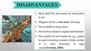 Maggots Therapy Parmeshwar Sahu Entomology.pptx