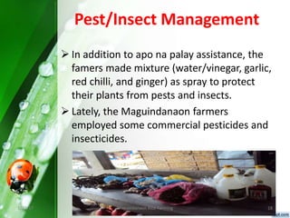 Maguindanaon Rice Farming | PPT