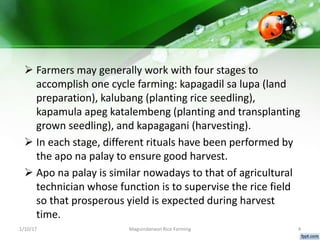 Maguindanaon Rice Farming | PPT