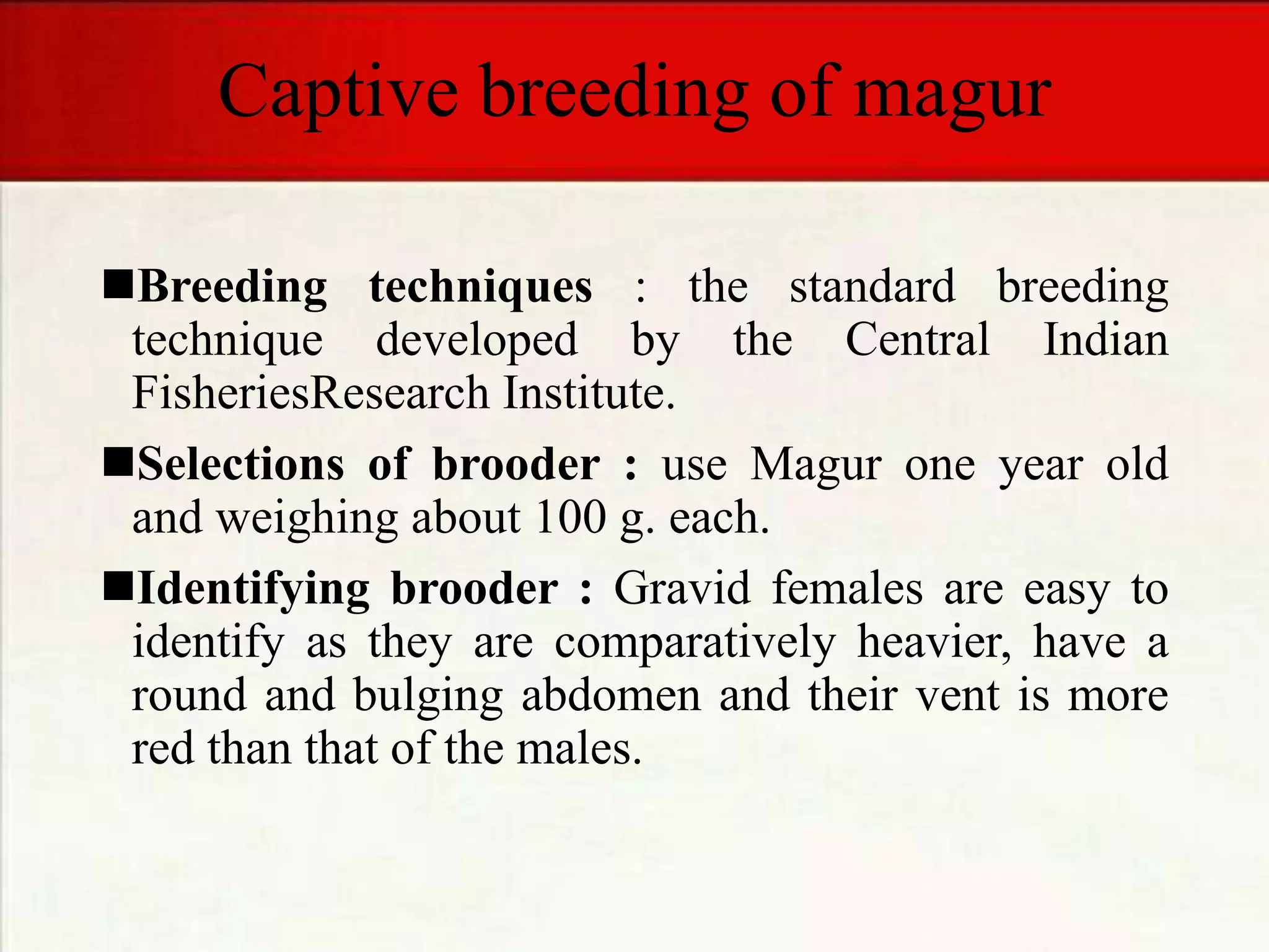 Magur (Clarias batrachus) breeding | PPTX
