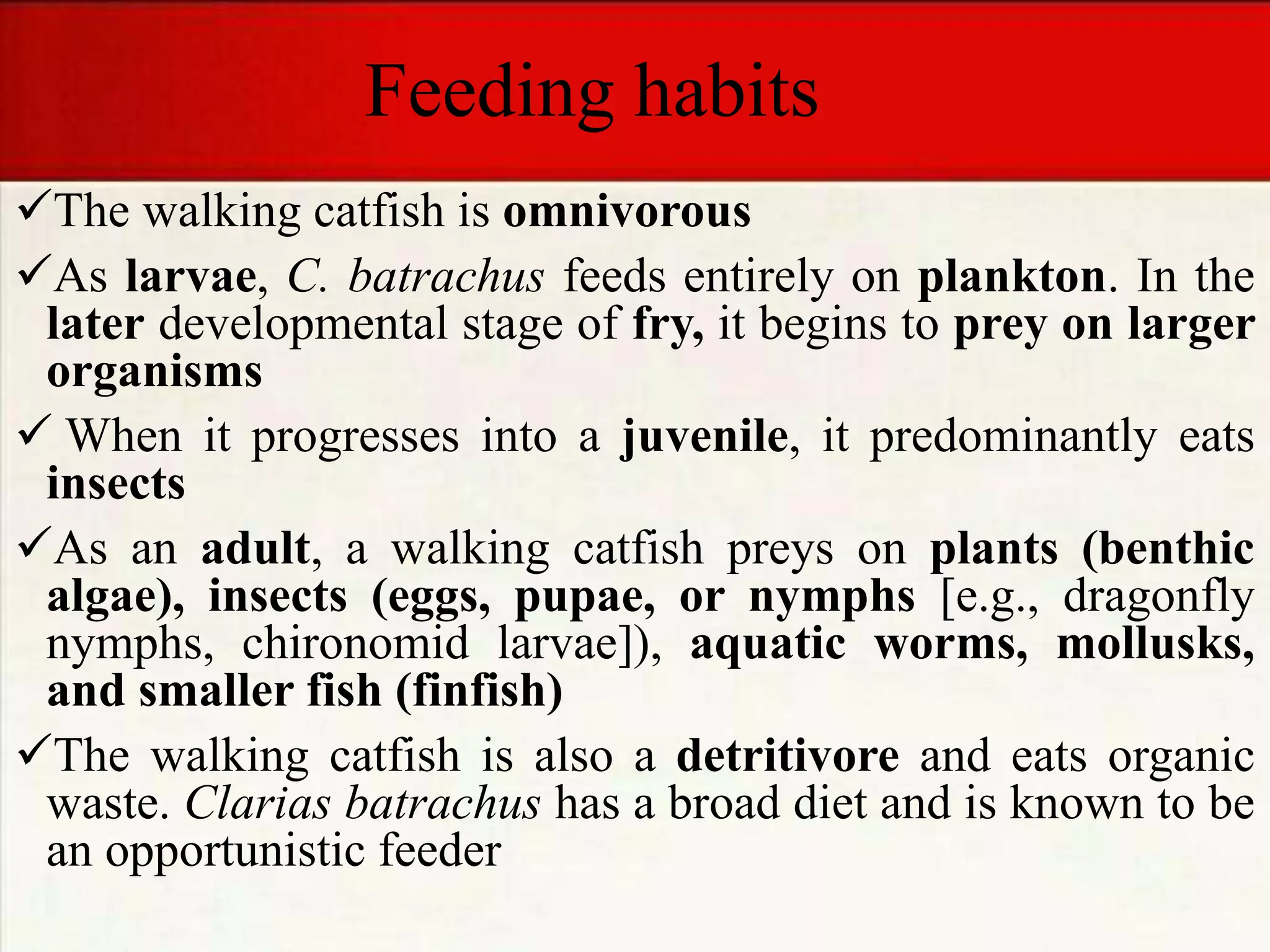 Magur (Clarias batrachus) breeding | PPTX