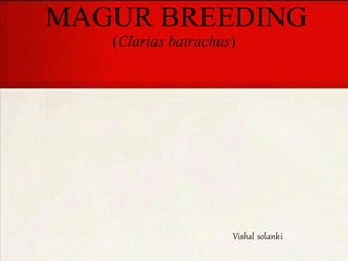 Magur (Clarias batrachus) breeding | PPTX