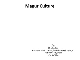 Magur culture | PPTX