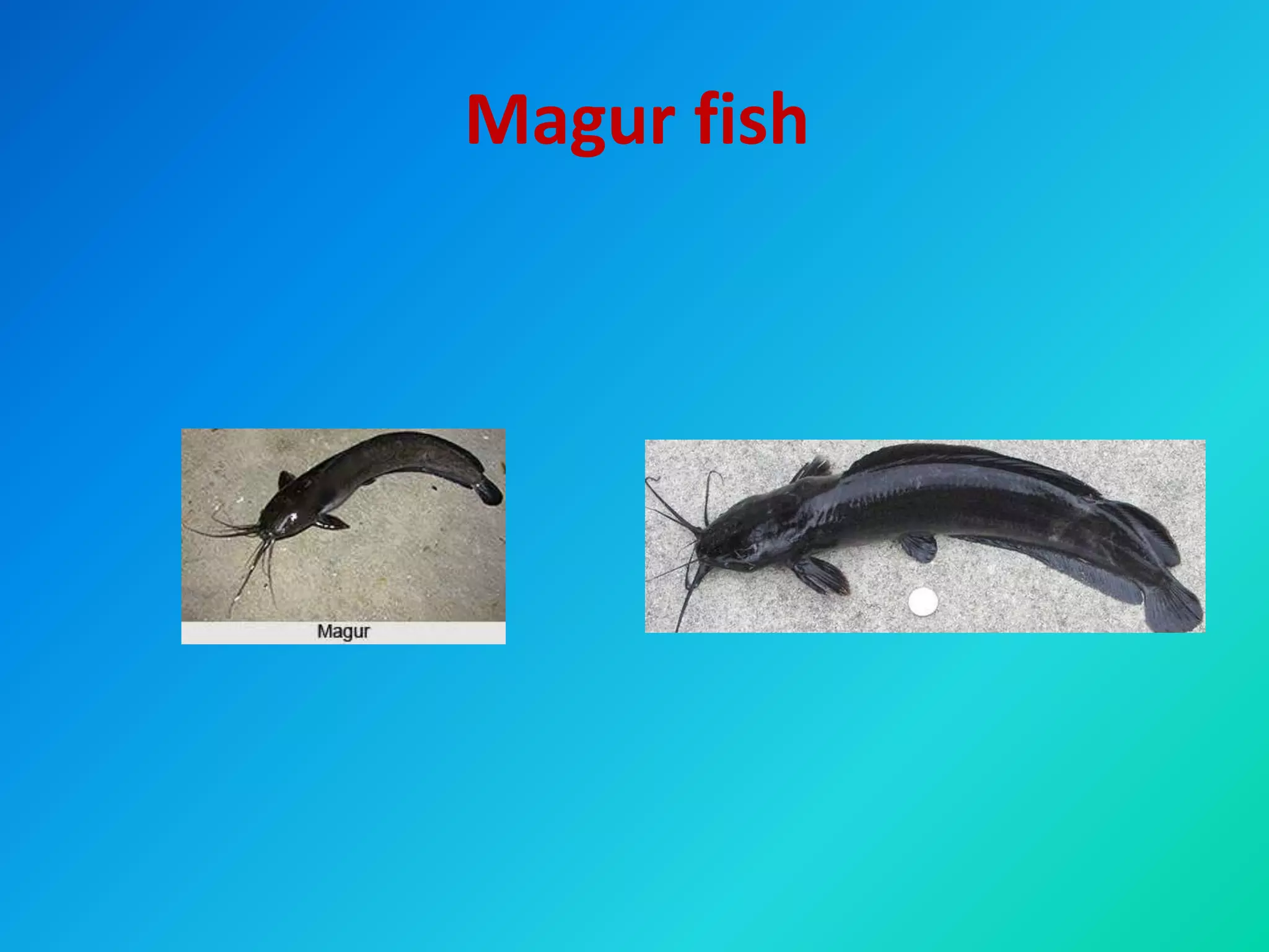 Magur fish(Clarias batrachus) | PPTX