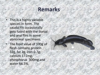 Magur fish(Clarias batrachus) | PPTX