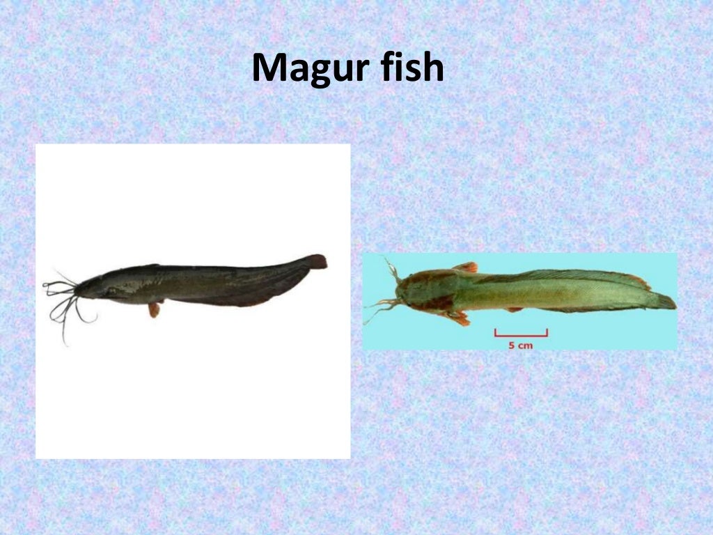 Magur fish(Clarias batrachus)