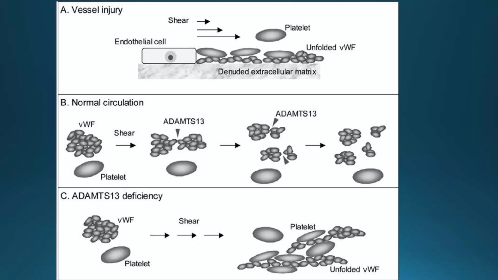 MICROANGIOPATHIC HEMOLYTIC ANEMIA | PPTX