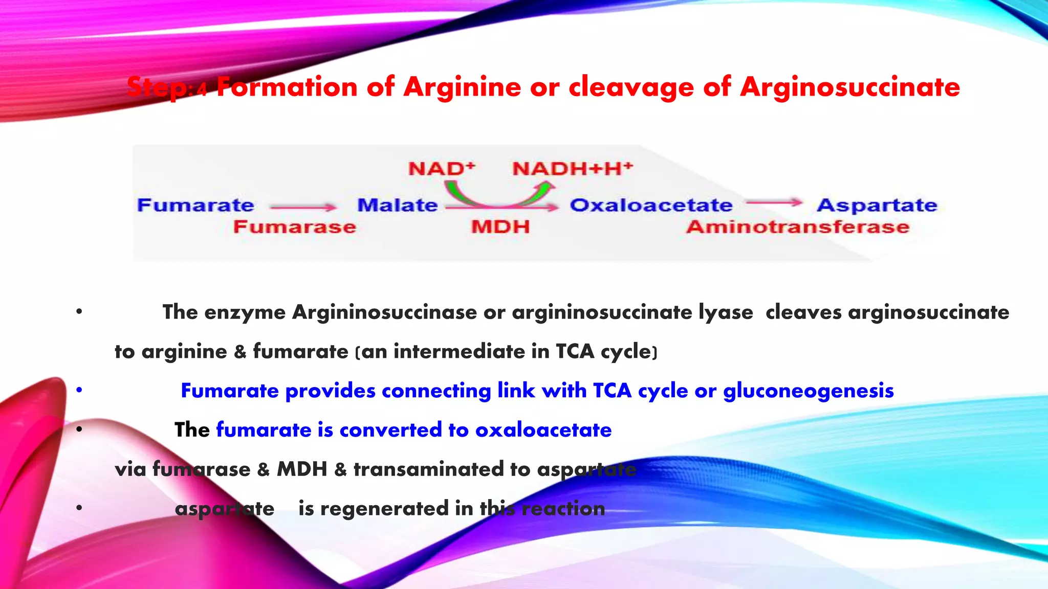 urea cycle & its regulation | PPTX