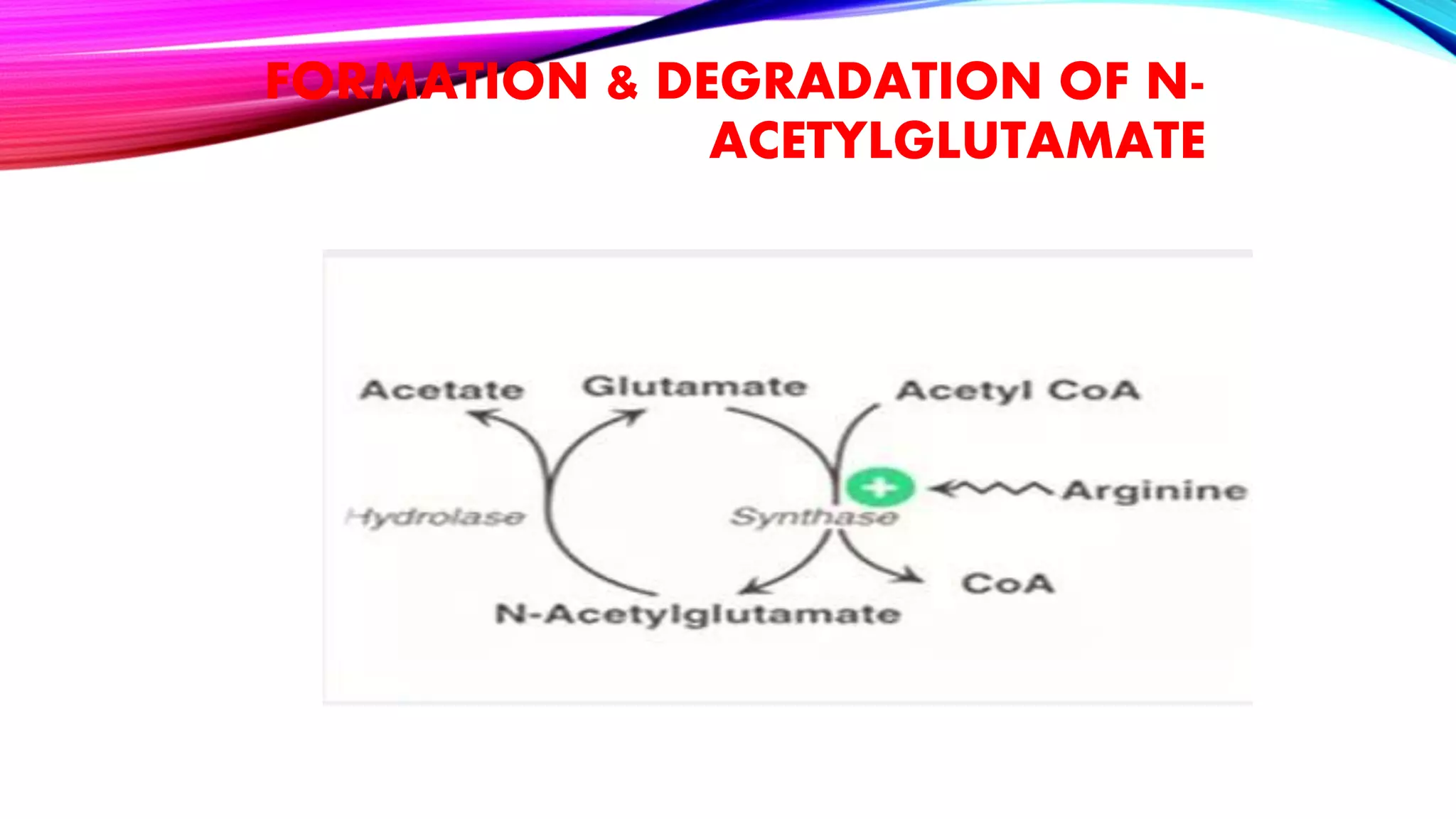 urea cycle & its regulation | PPTX