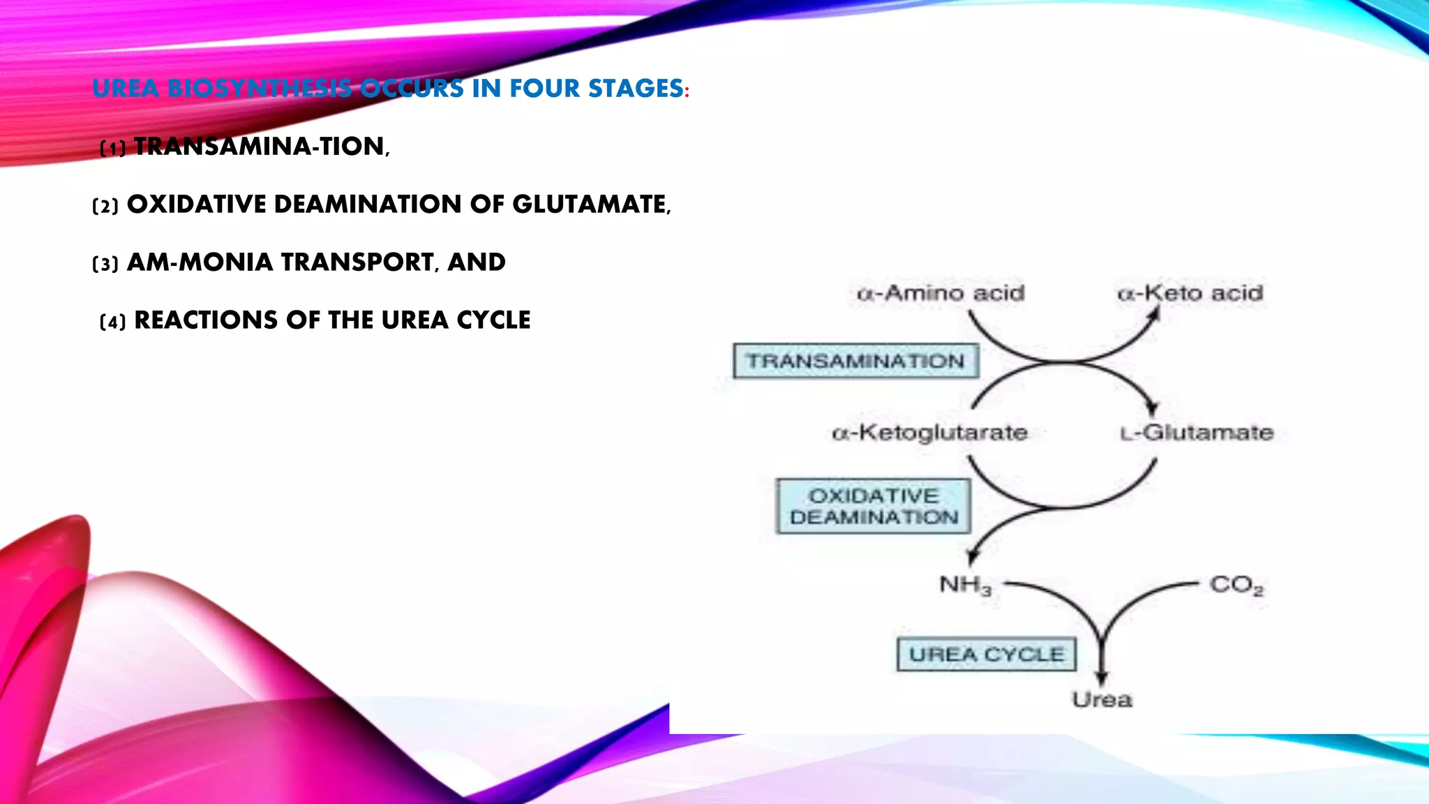 urea cycle & its regulation | PPTX