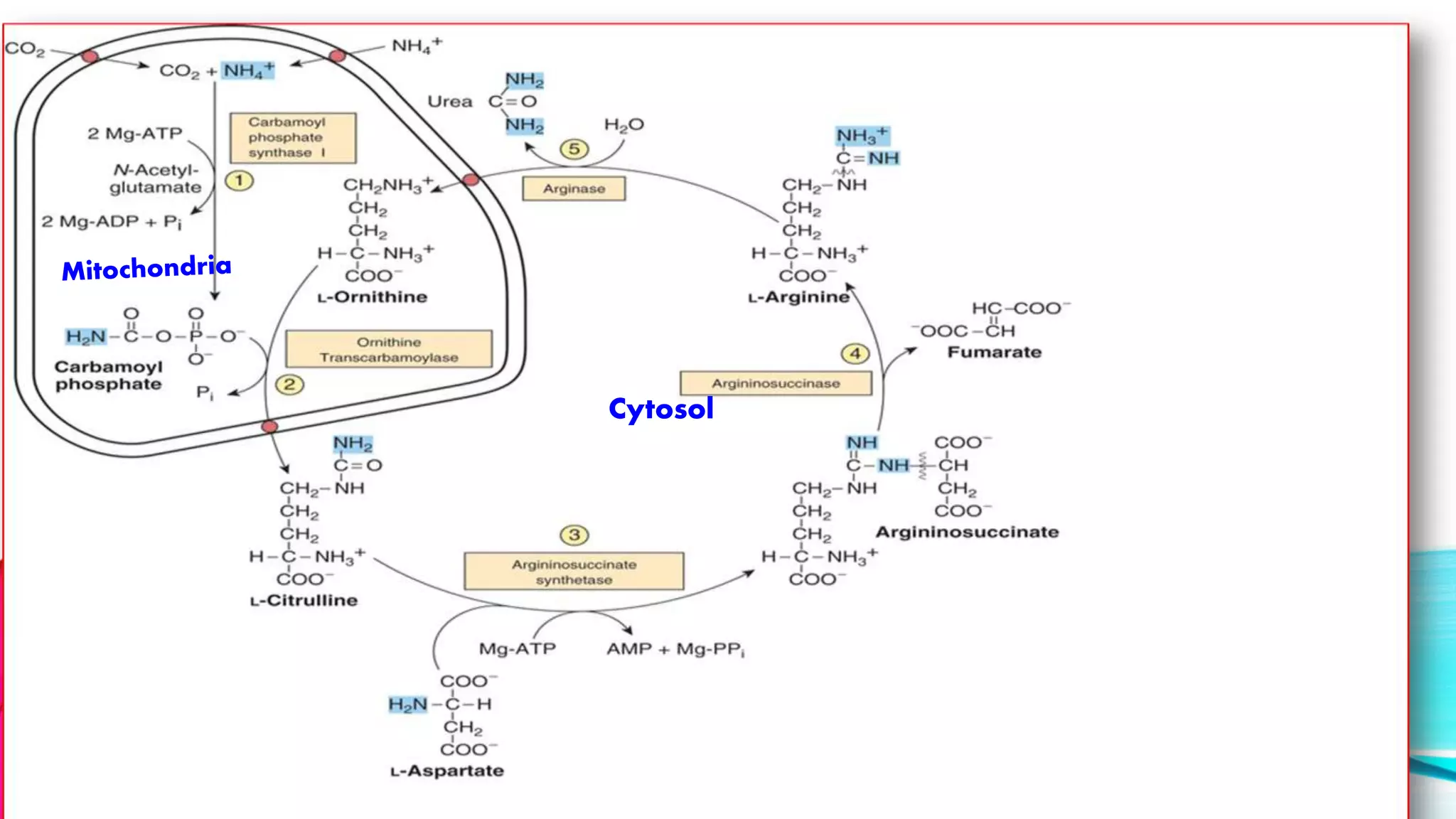urea cycle & its regulation | PPTX