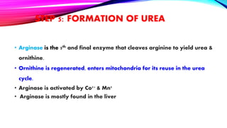 urea cycle & its regulation | PPTX