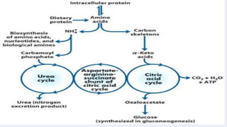 urea cycle & its regulation | PPTX