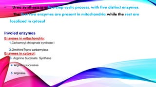 urea cycle & its regulation | PPTX