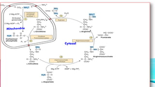 urea cycle & its regulation | PPTX