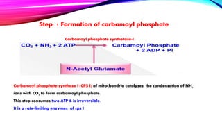 urea cycle & its regulation | PPTX