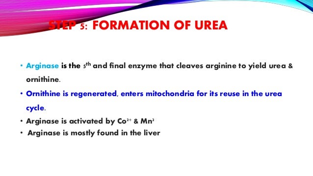 Urea Cycle And Its Regulation