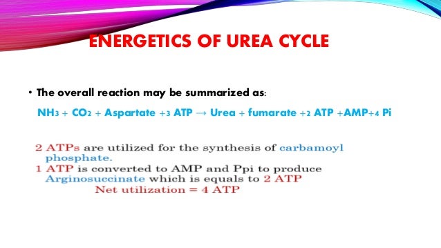 urea cycle & its regulation