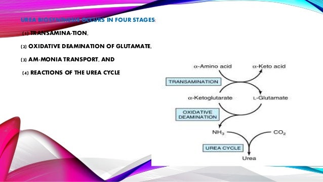 urea cycle & its regulation