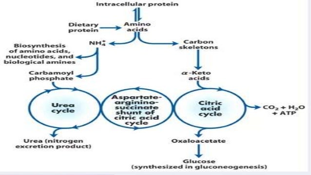 urea cycle & its regulation