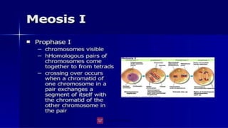 Mahak zoology ppt it is cell division : mitosis and meiosis | PPT