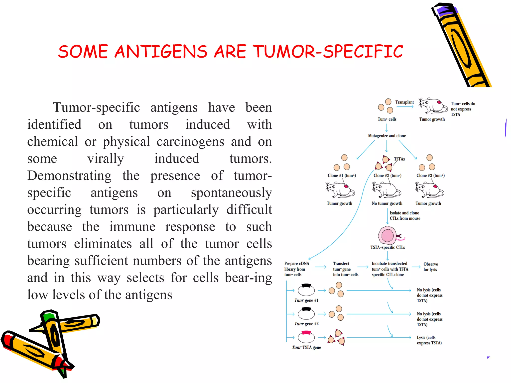 Tumor immunology | PPT
