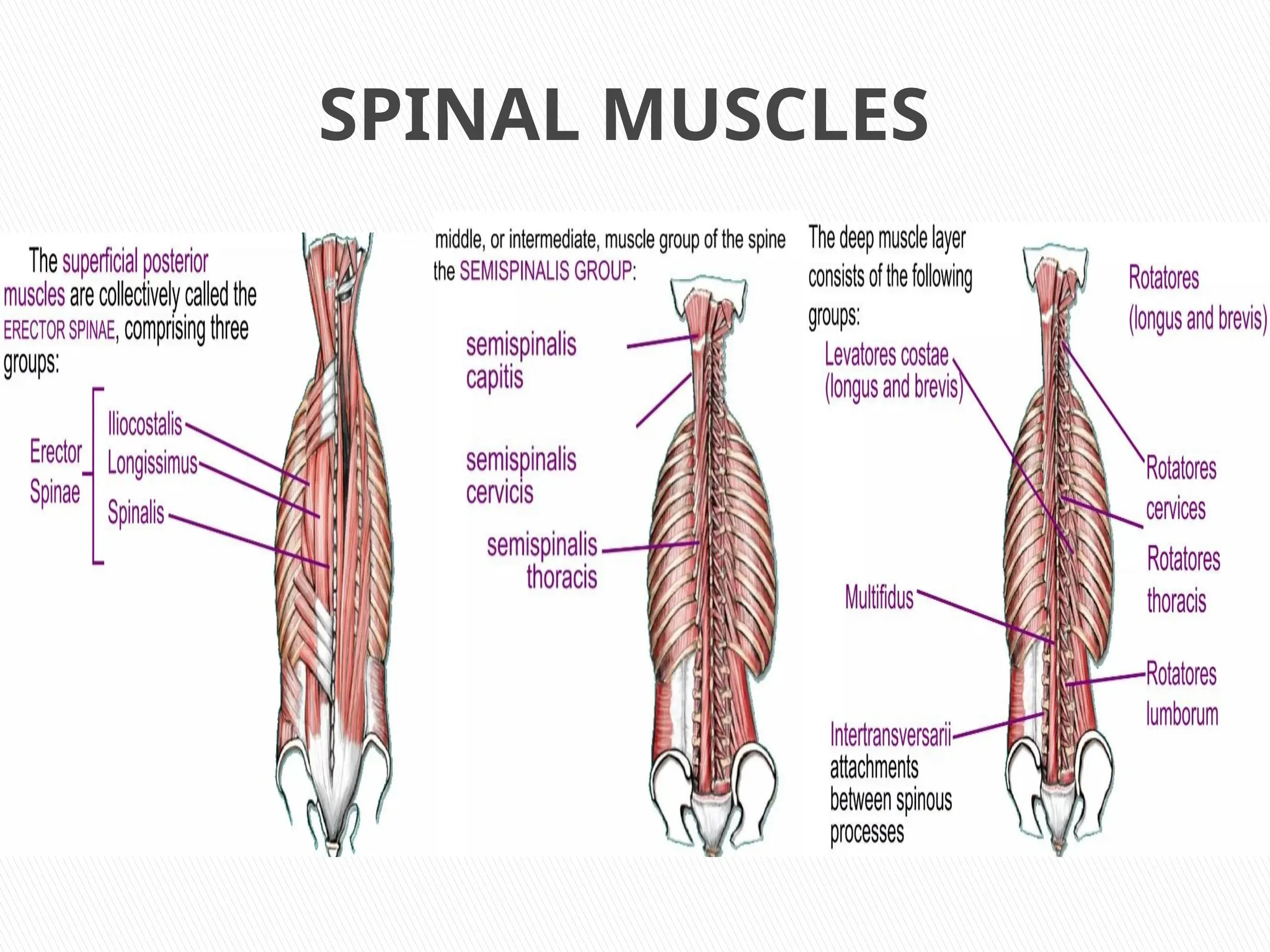 Anatomy of spine in short detail with name and classification nerve ...