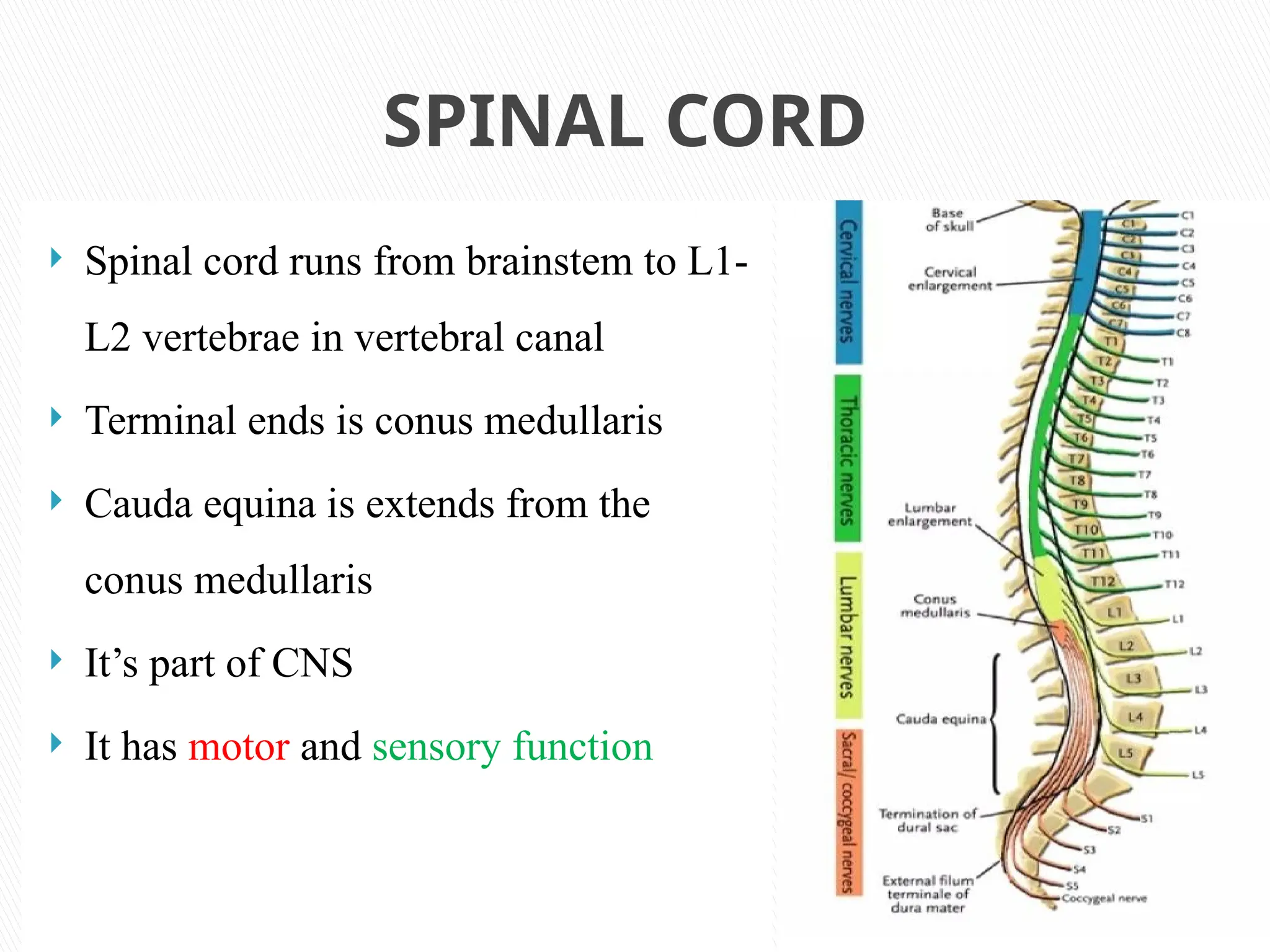 Anatomy of spine in short detail with name and classification nerve ...