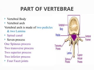 Anatomy of spine in short detail with name and classification nerve ...