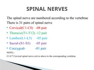 Anatomy of spine in short detail with name and classification nerve ...