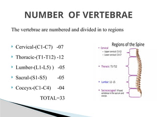 Anatomy of spine in short detail with name and classification nerve ...