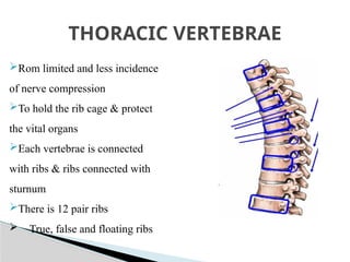Anatomy of spine in short detail with name and classification nerve ...