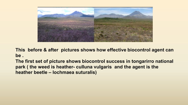 FUNGI AS BIOCONTROL AGENT.pptx | Agriculture | Industries
