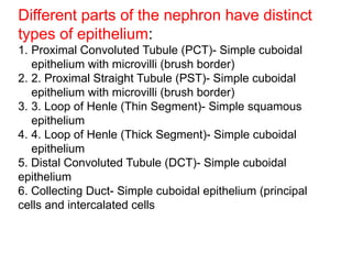 Histology and pathology of renal system.pptx