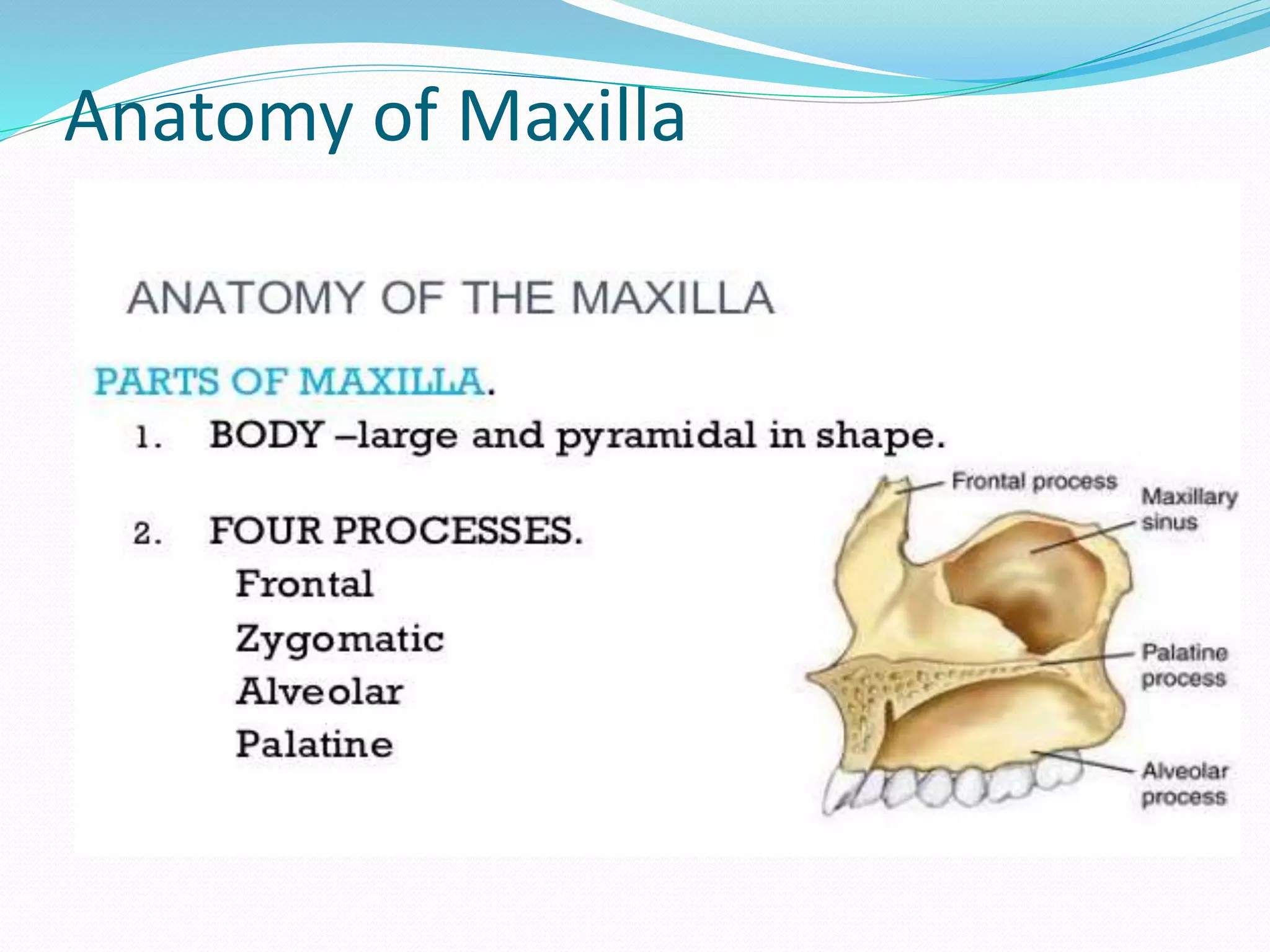 pre natal & post-natal growth of maxilla & palate | PPTX