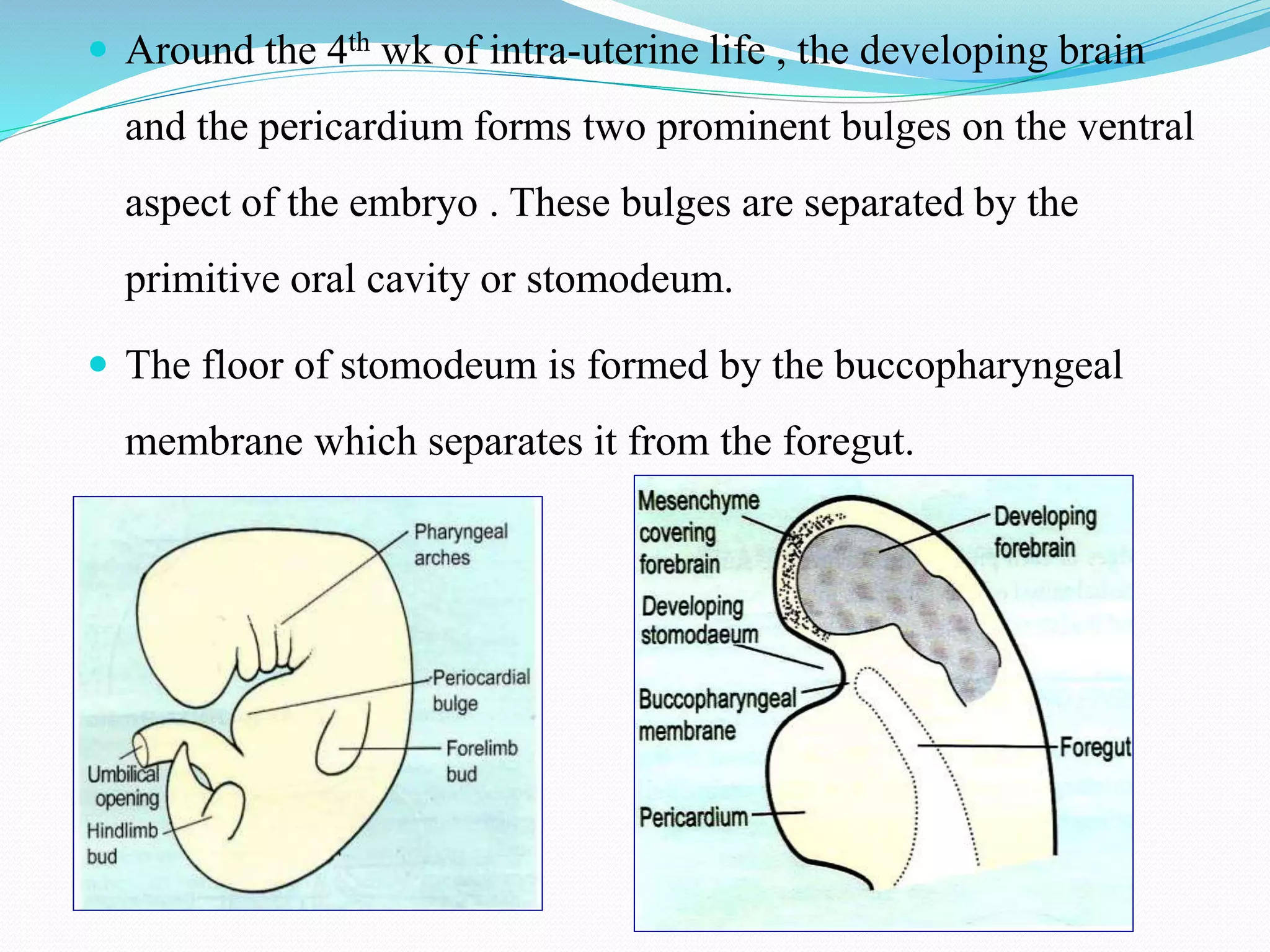 pre natal & post-natal growth of maxilla & palate | PPTX