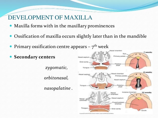 pre natal & post-natal growth of maxilla & palate