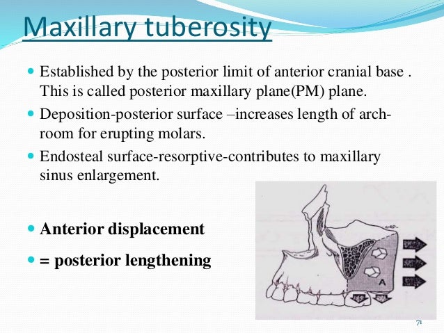 pre natal & post-natal growth of maxilla & palate