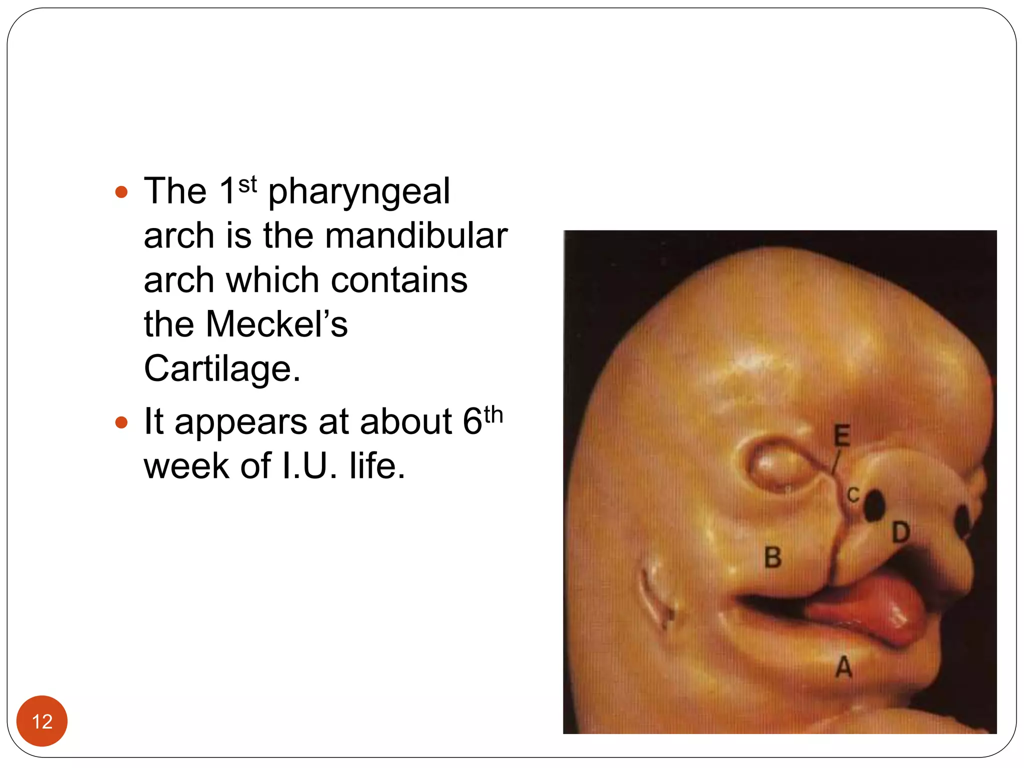 prenatal and post natal growth of mandible | PPTX