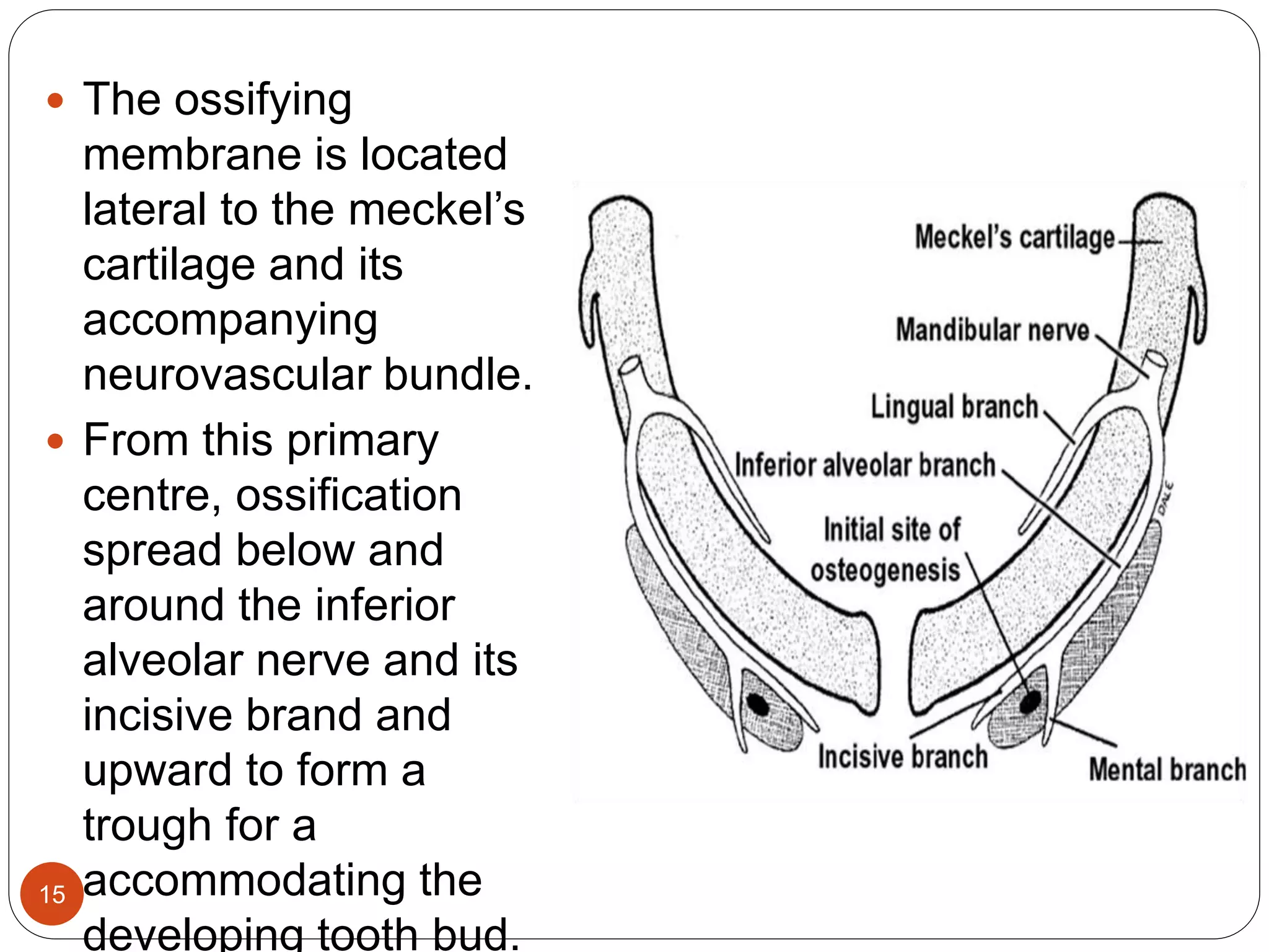 prenatal and post natal growth of mandible | PPTX