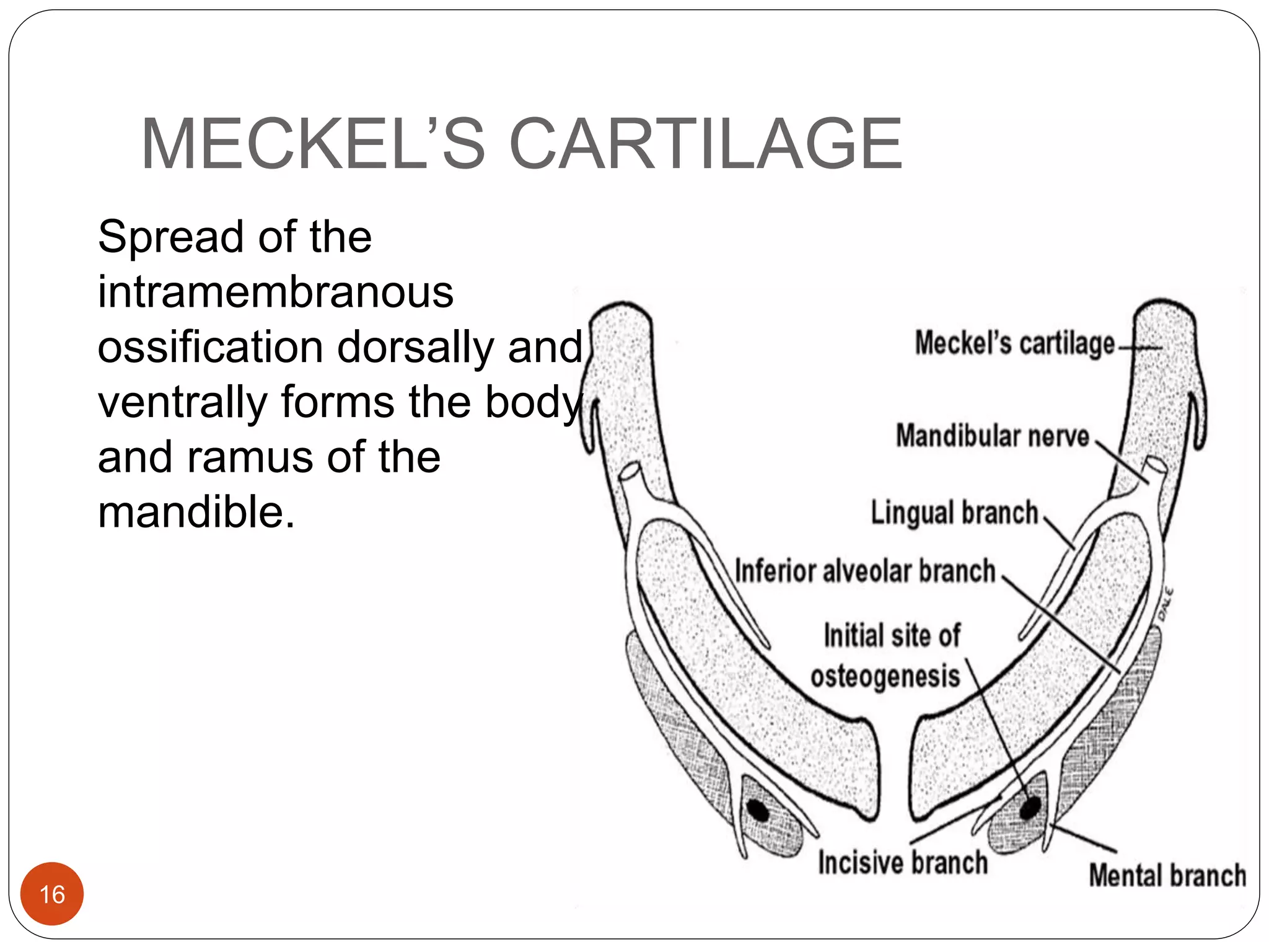 prenatal and post natal growth of mandible | PPTX