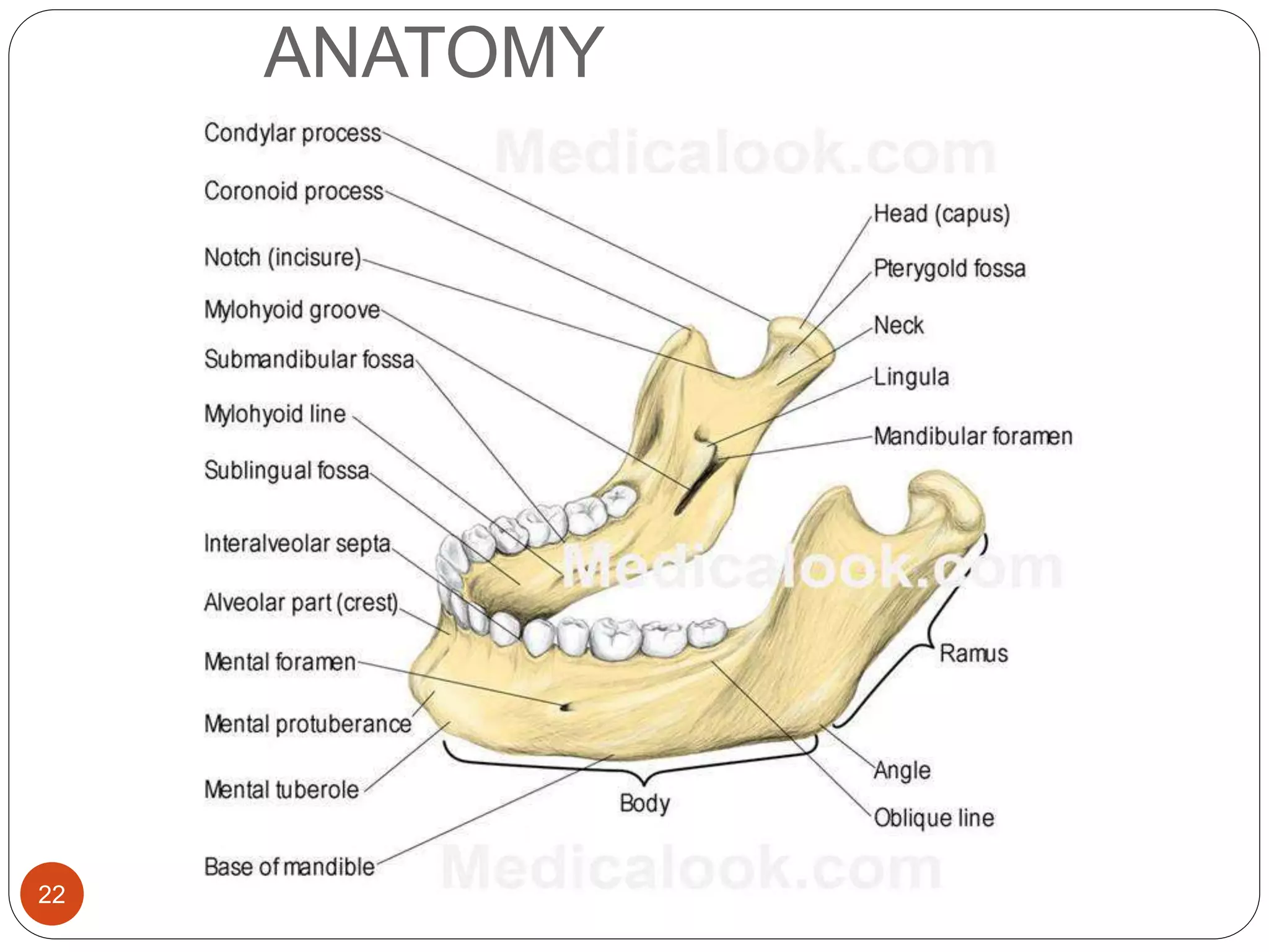 prenatal and post natal growth of mandible | PPTX