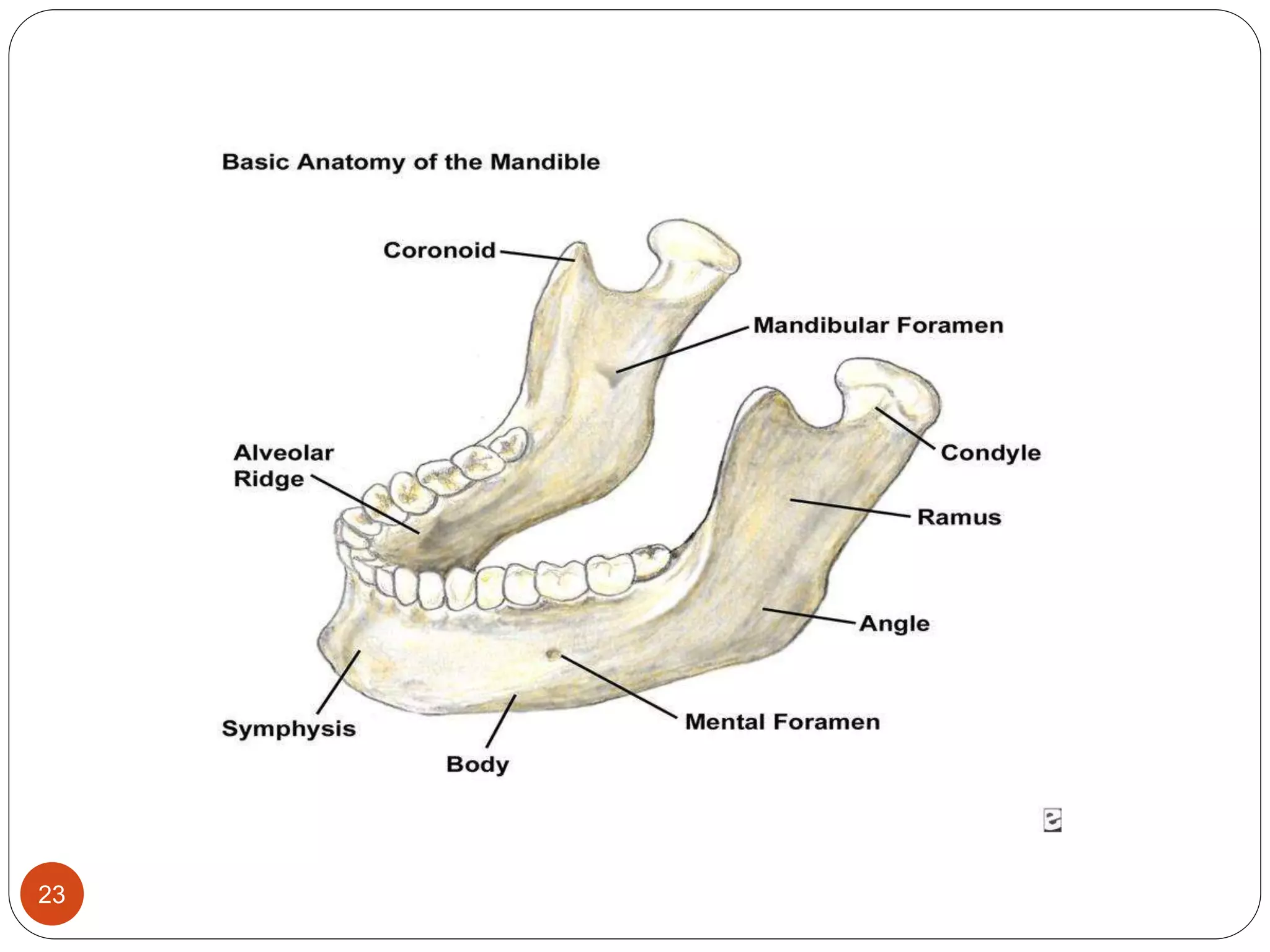 prenatal and post natal growth of mandible | PPTX