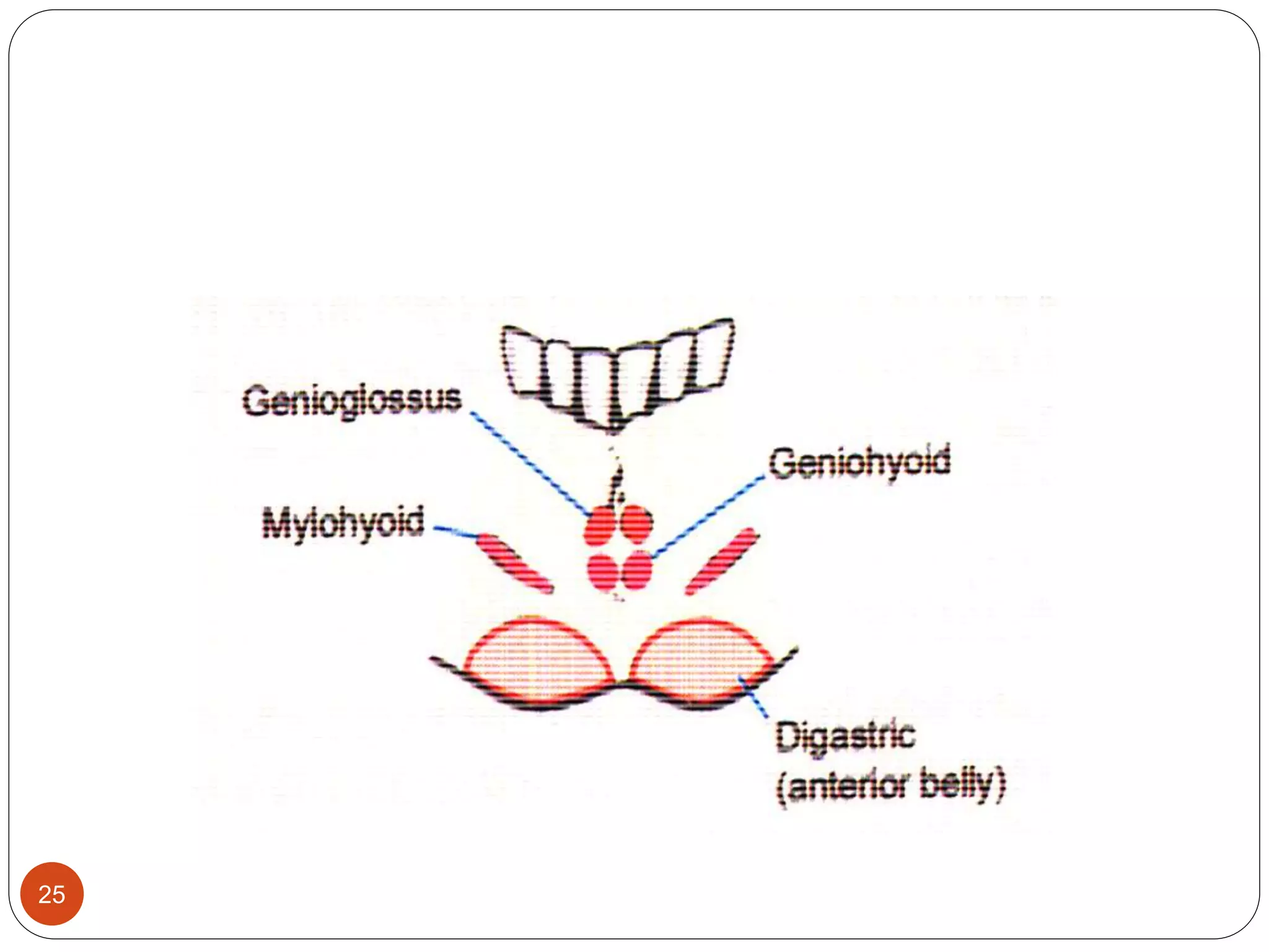 prenatal and post natal growth of mandible | PPTX